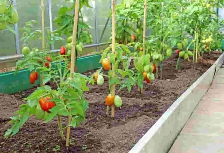 How to grow tomato tree? Tomato plant care guide - Cherry Blossom