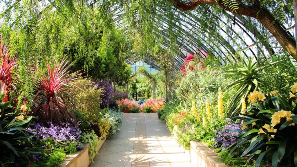 What is a Botanical Garden - Cherry Blossom