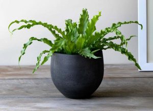 Crispy Wave Fern Care Guideline for Beginners - Cherry Blossom