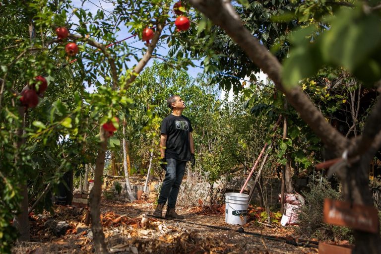 The Connection Between Fruit Trees and Mental Well-Being - Cherry Blossom